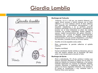 PARASITOSIS HUMANAS - MORFOLOGÍA | PDF