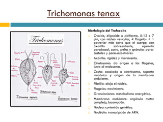 PARASITOSIS HUMANAS - MORFOLOGÍA | PDF