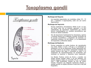 PARASITOSIS HUMANAS - MORFOLOGÍA | PDF