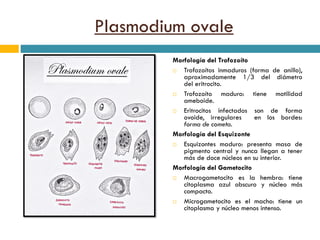 PARASITOSIS HUMANAS - MORFOLOGÍA | PDF