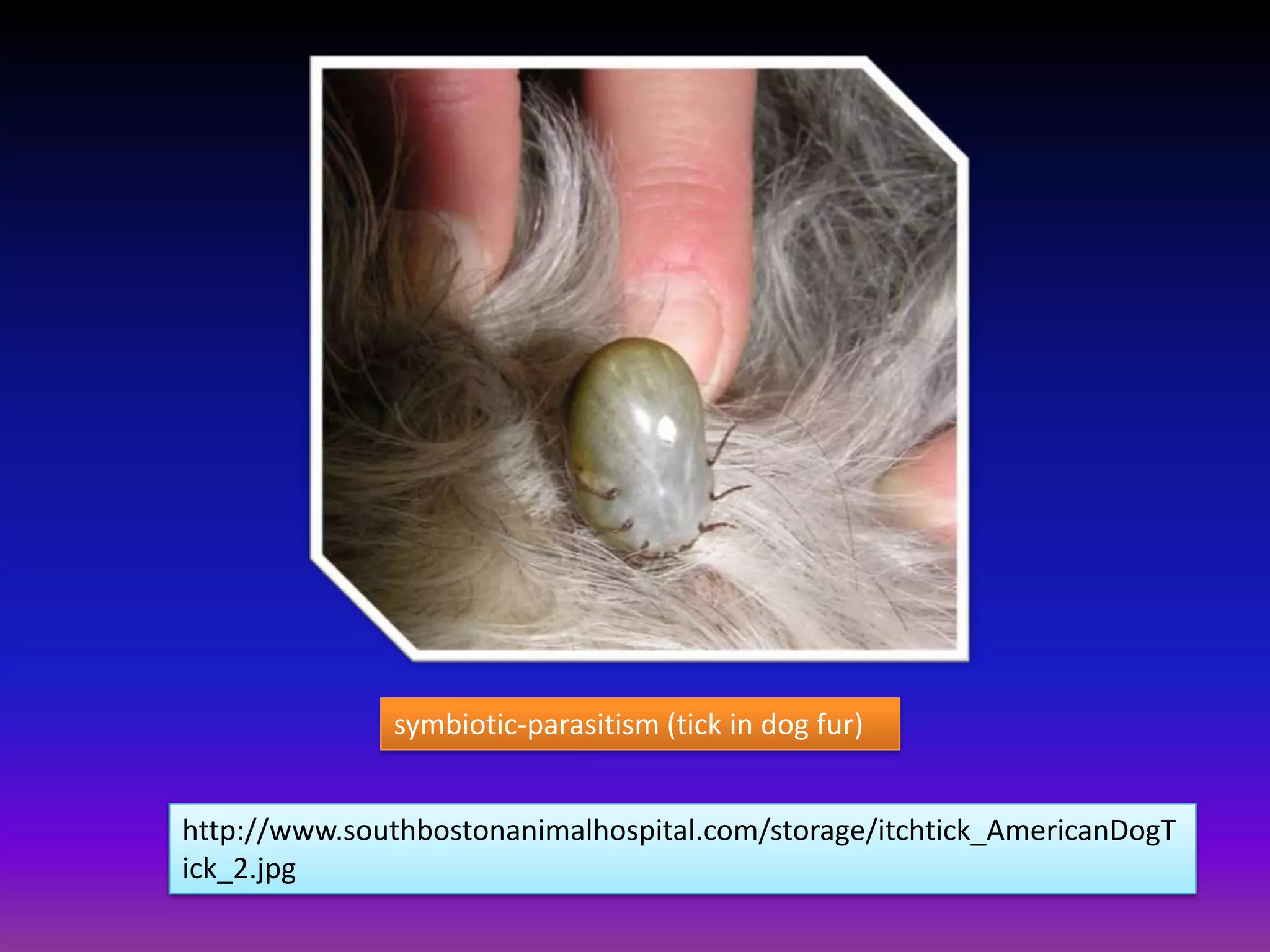 Parasitsm image | PPTX