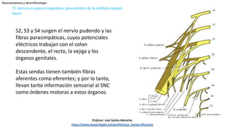 Organización anatómica funcional del sistema nervioso | PPTX