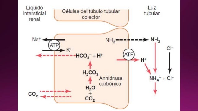 Regulación renal del equilibrio ácido-básico