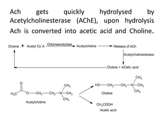 Presentation on Parasympathetic Nervous System | PDF