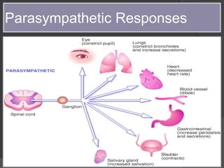 Parasympathetic nervous system | PPTX