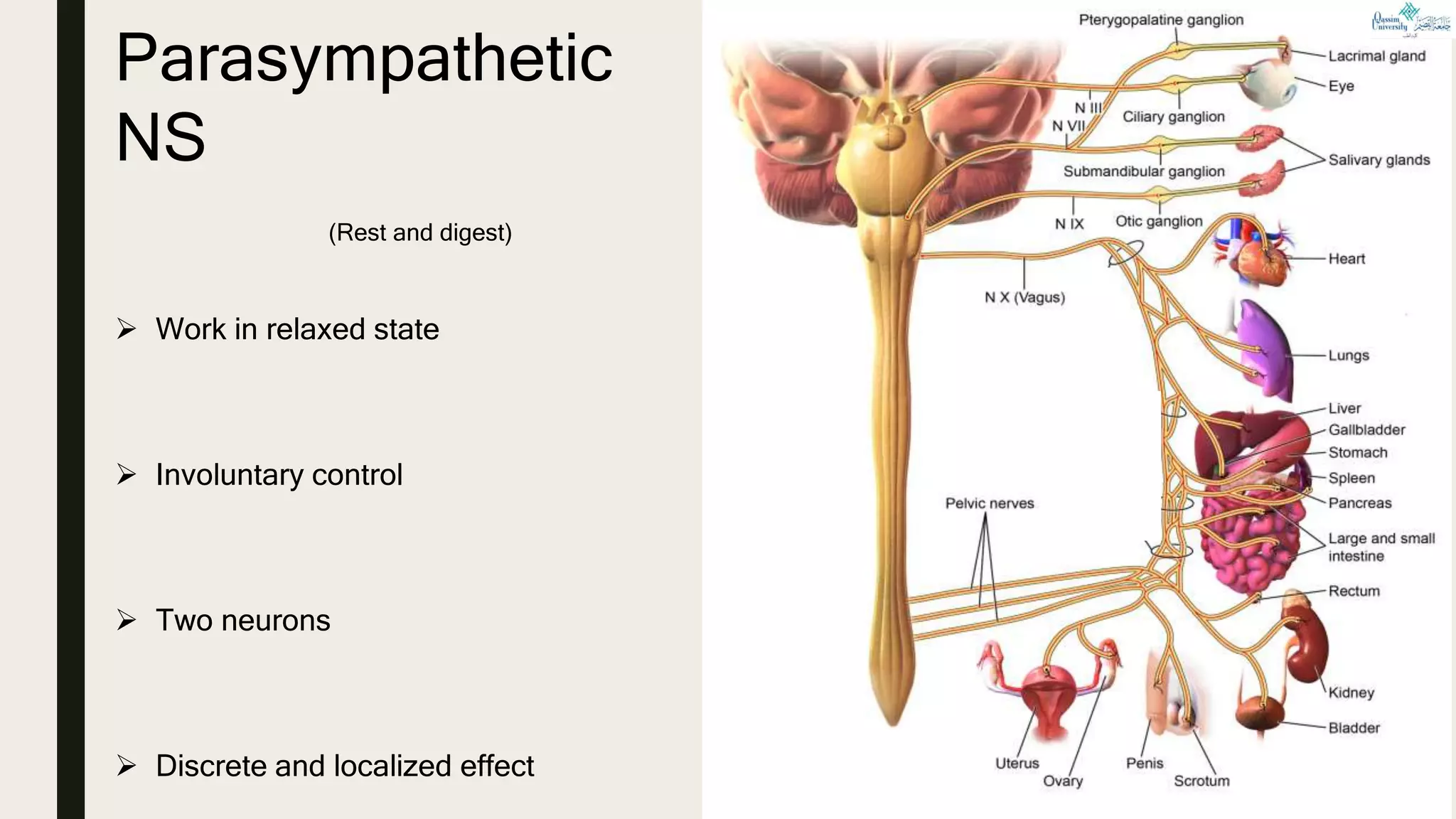 Parasympathetic Nervous System | PPTX