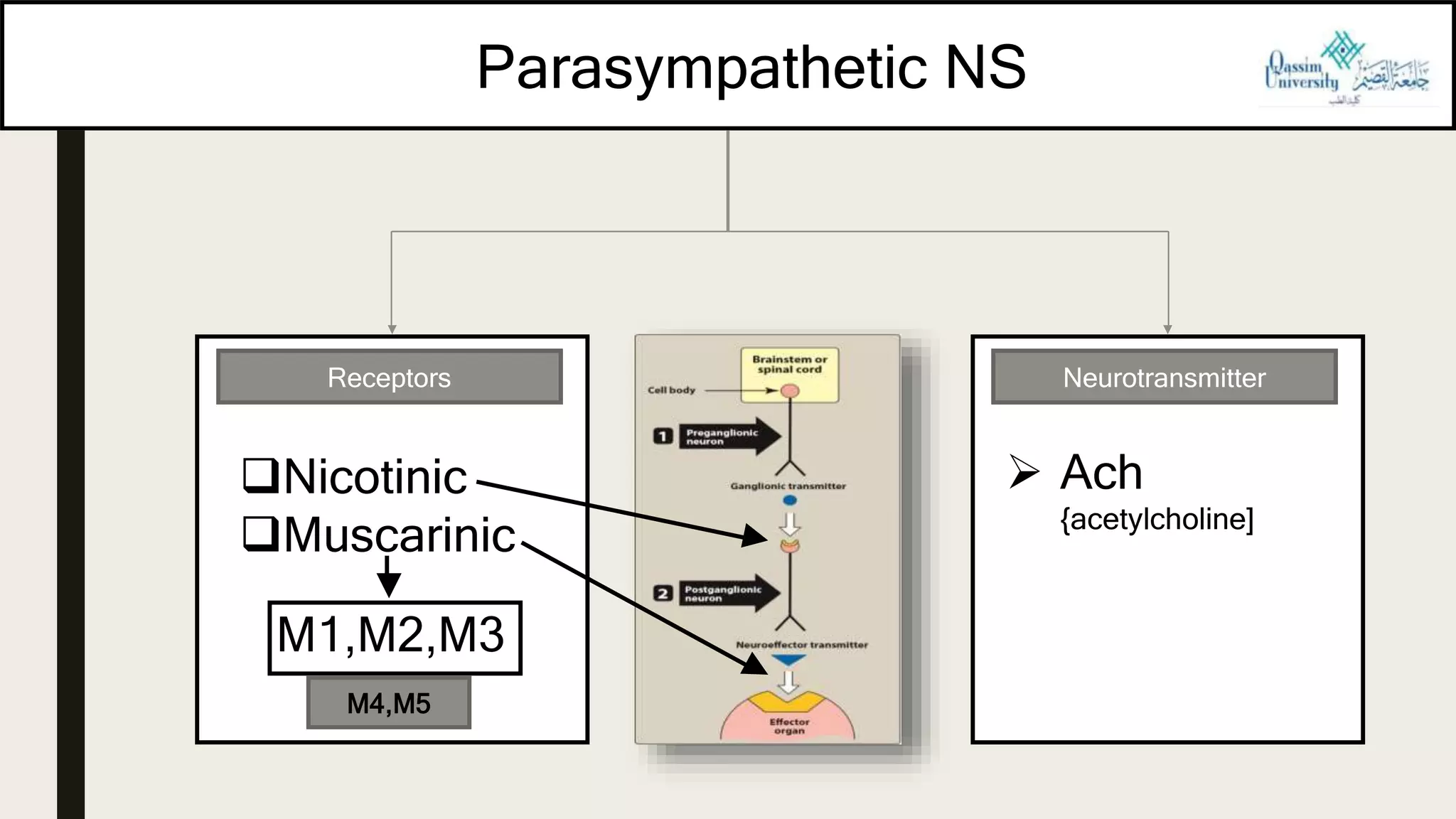 Parasympathetic Nervous System | PPTX