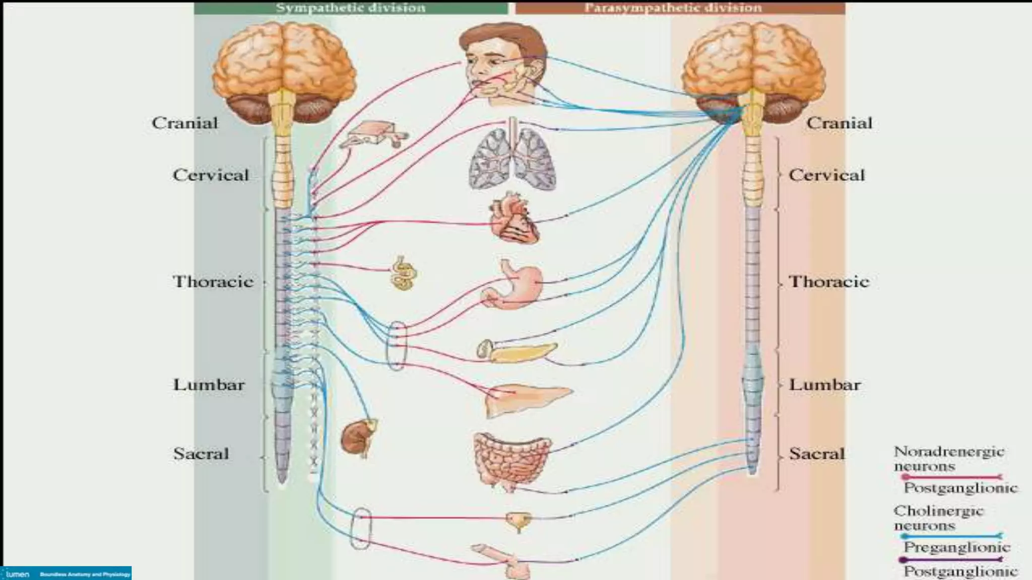 Parasympathetic Nervous System | PPTX