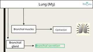 Parasympathetic Nervous System | PPTX