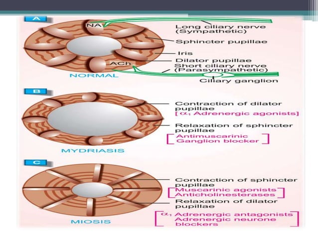 Parasympatholytic drugs | PPTX | Eye and Vision Conditions | Diseases ...