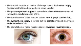 Parasympatholytics | PPTX
