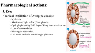 Parasympatholytics/ Anticholinergic/ Muscarinic blockers/ Atropine | PPT