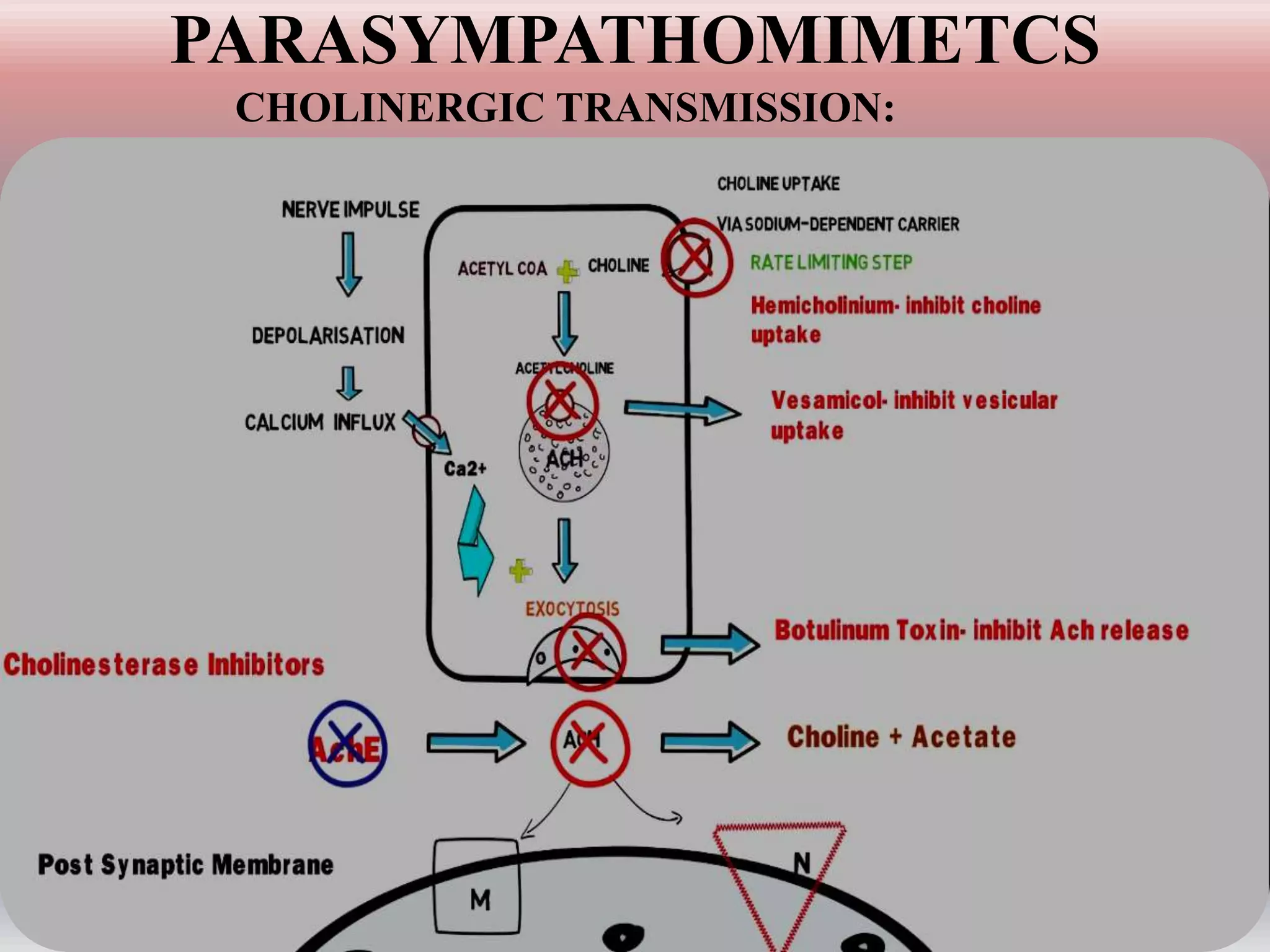 Parasympathomimetcs ; Cholinomimetics , Parasympathomimetics ;Anti ...