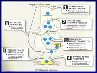 Parasympathomimetcs ; Cholinomimetics , Parasympathomimetics ;Anti ...