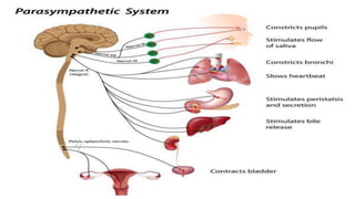 Parasympathomimetic drugs | PPTX