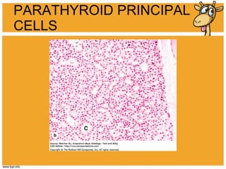 Parathyroid | PPT