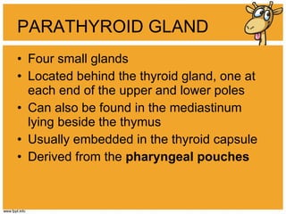 Parathyroid | PPT