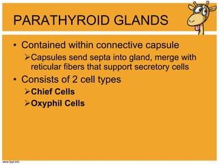 Parathyroid | PPT