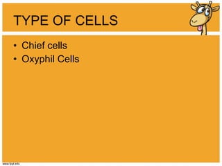 Parathyroid | PPT