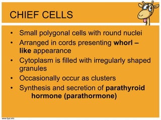 Parathyroid | PPT