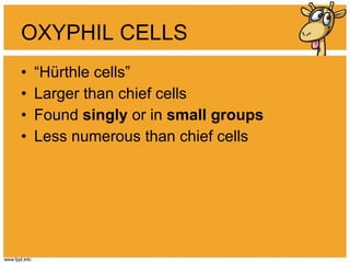 Parathyroid | PPT