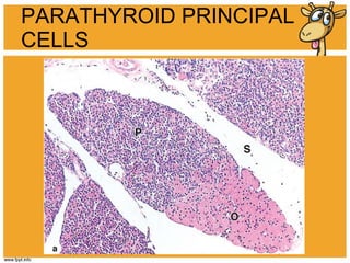 Parathyroid Gland Slide