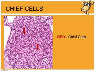 Parathyroid Chief Cells
