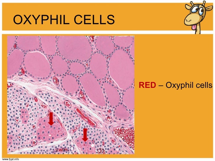 Parathyroid