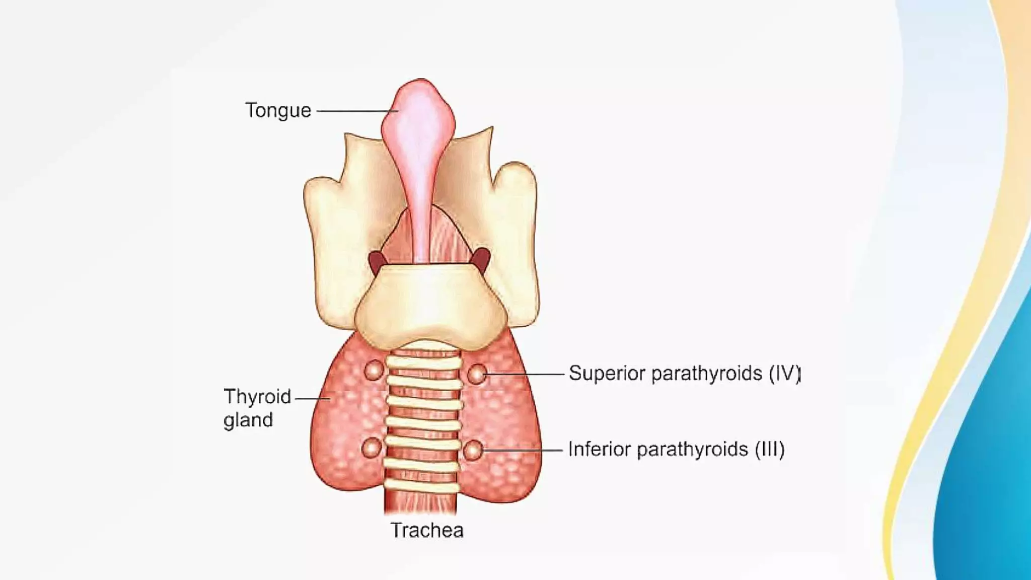 Parathyroid | PPTX