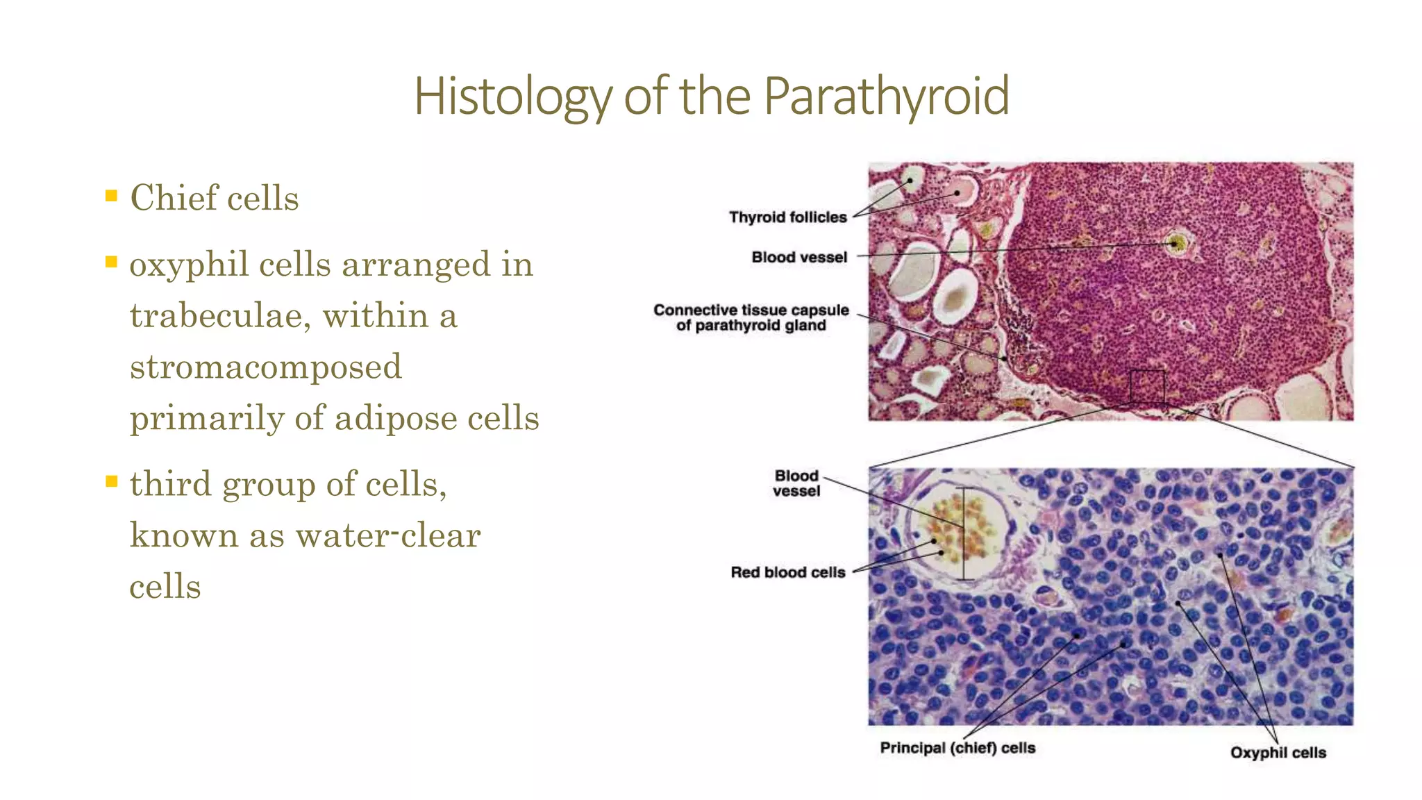 Parathyroid | PPT