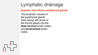 Parathyroid | PPTX