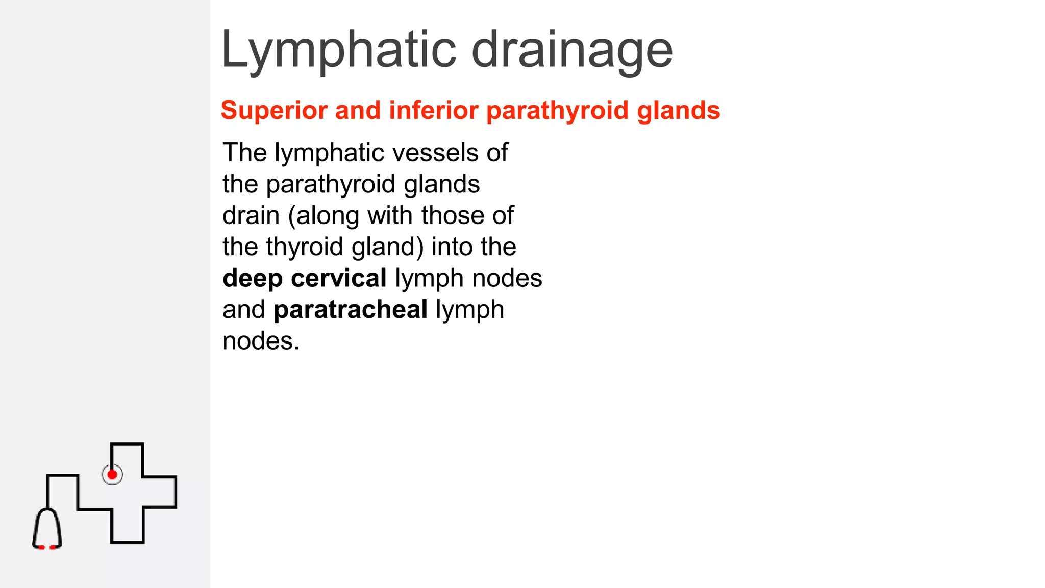 Parathyroid | PPTX