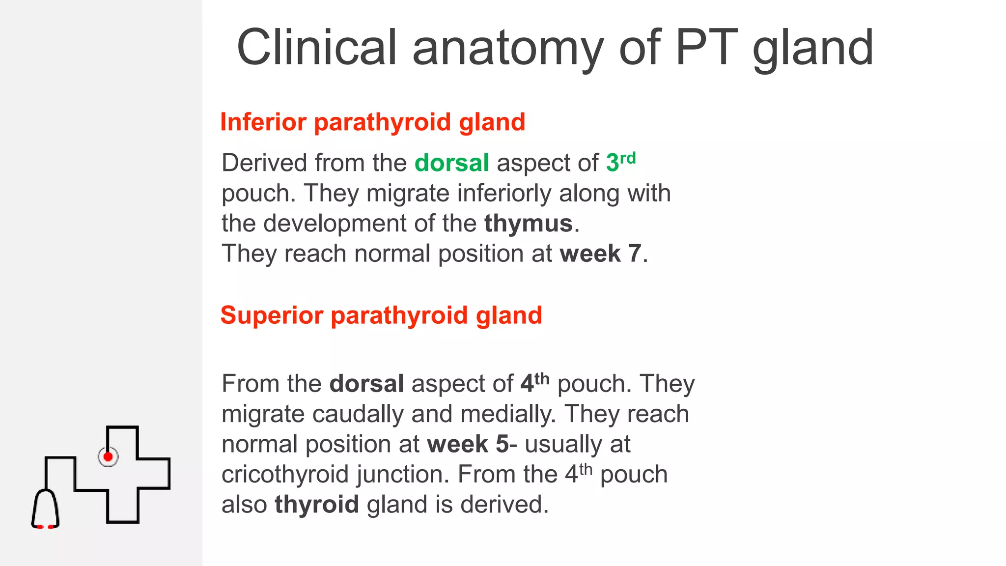 Parathyroid | PPTX