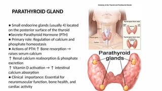 Parathyroid-Disorders-and-Multiple-Endocrine-Neoplasia-MEN-Syndromes.pptx