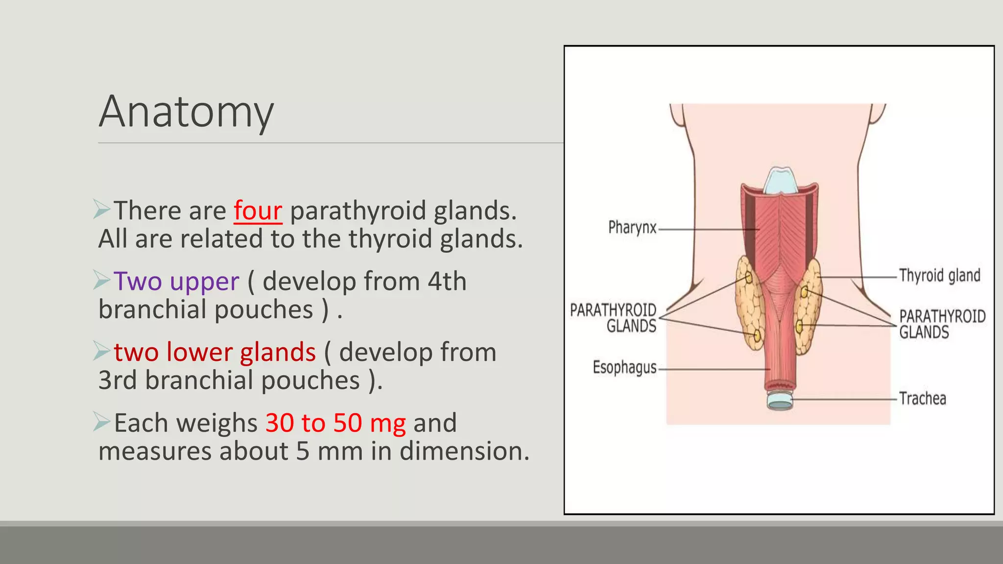 Parathyroid Gland Diagram Anatomy