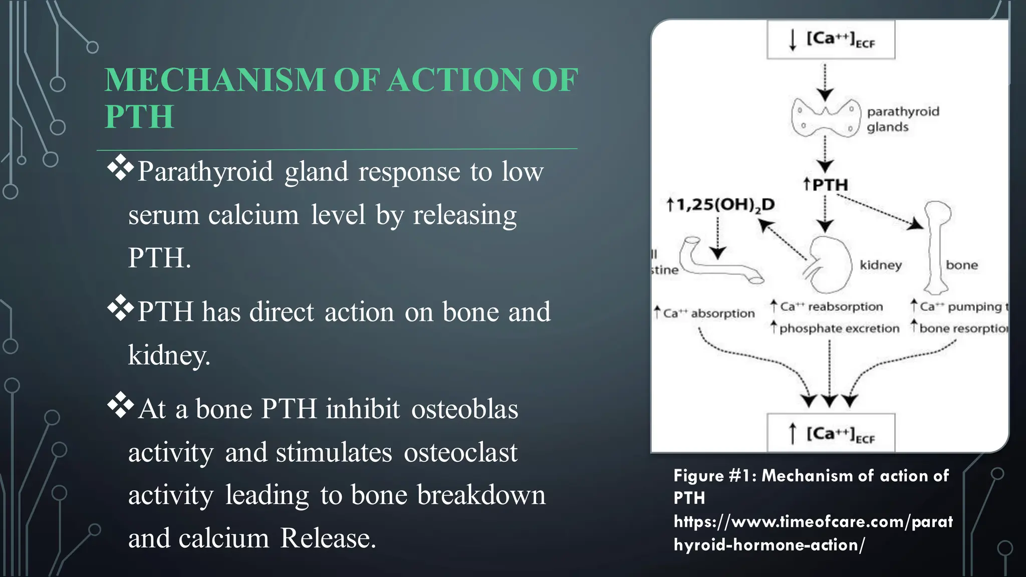 Parathyroid abnormalities.pdf