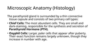 Comprehensive Clinical Overview of Parathyroid Anatomy and Function | PPTX