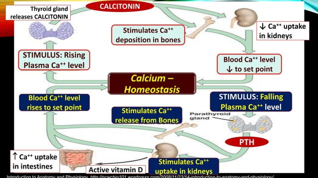 Parathyroid and calcium metabolism | PPTX