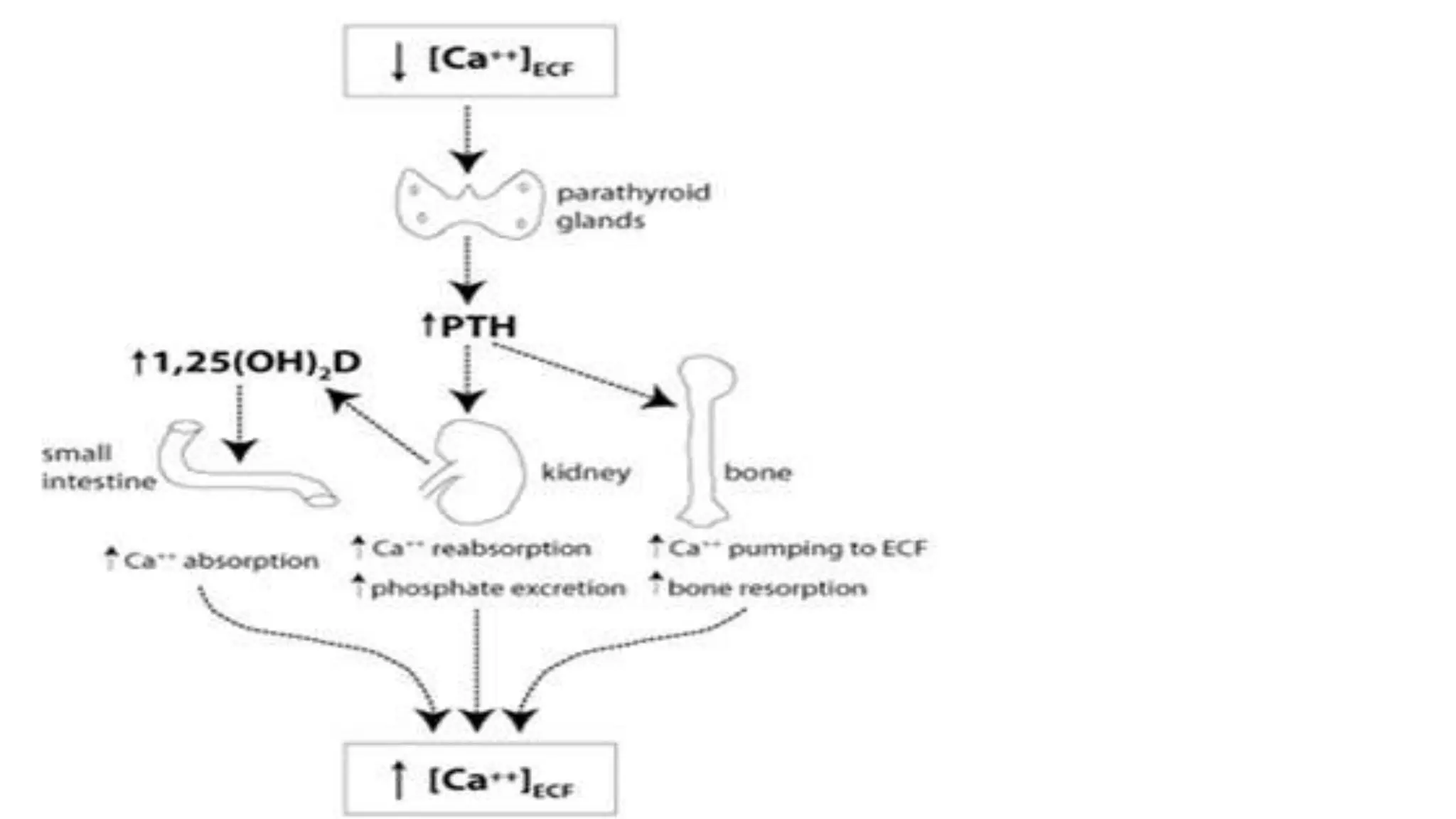 Parathyroid and other glands in calcium homeostasis.pptx
