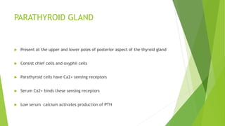 Parathyroid and other glands in calcium homeostasis.pptx