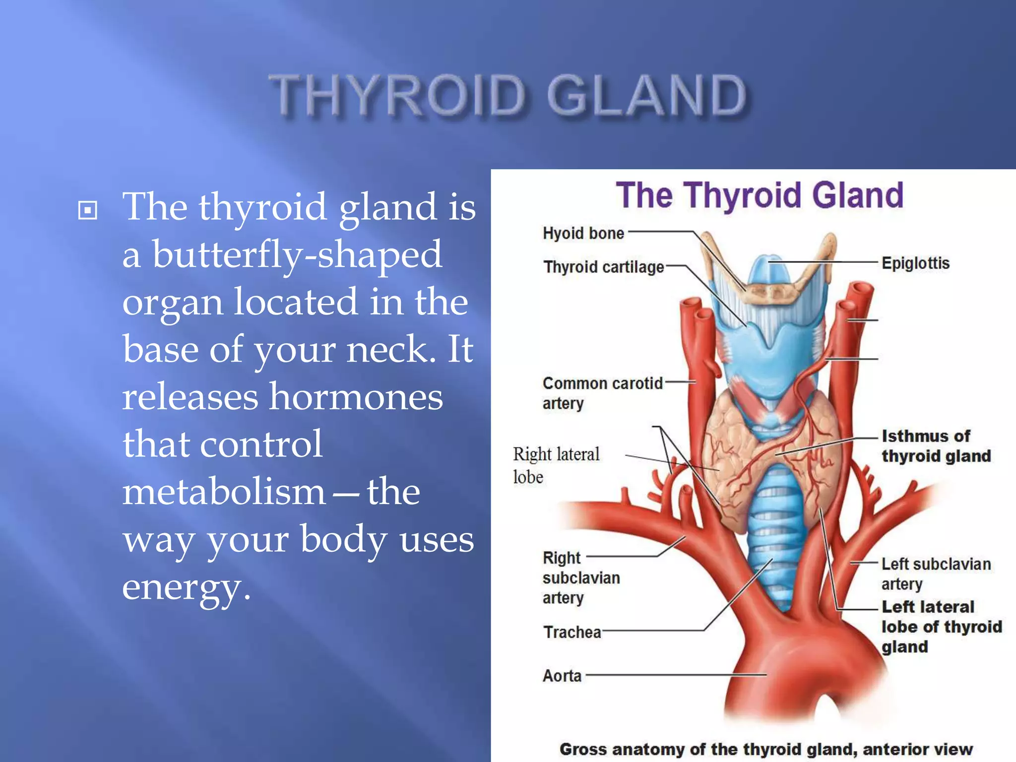 Parathyroid and thyroid glands | PPTX