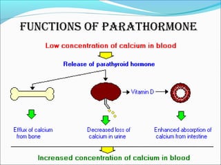 Parathyroid disorders | PPT