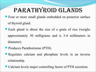 Parathyroid Gland Ppt