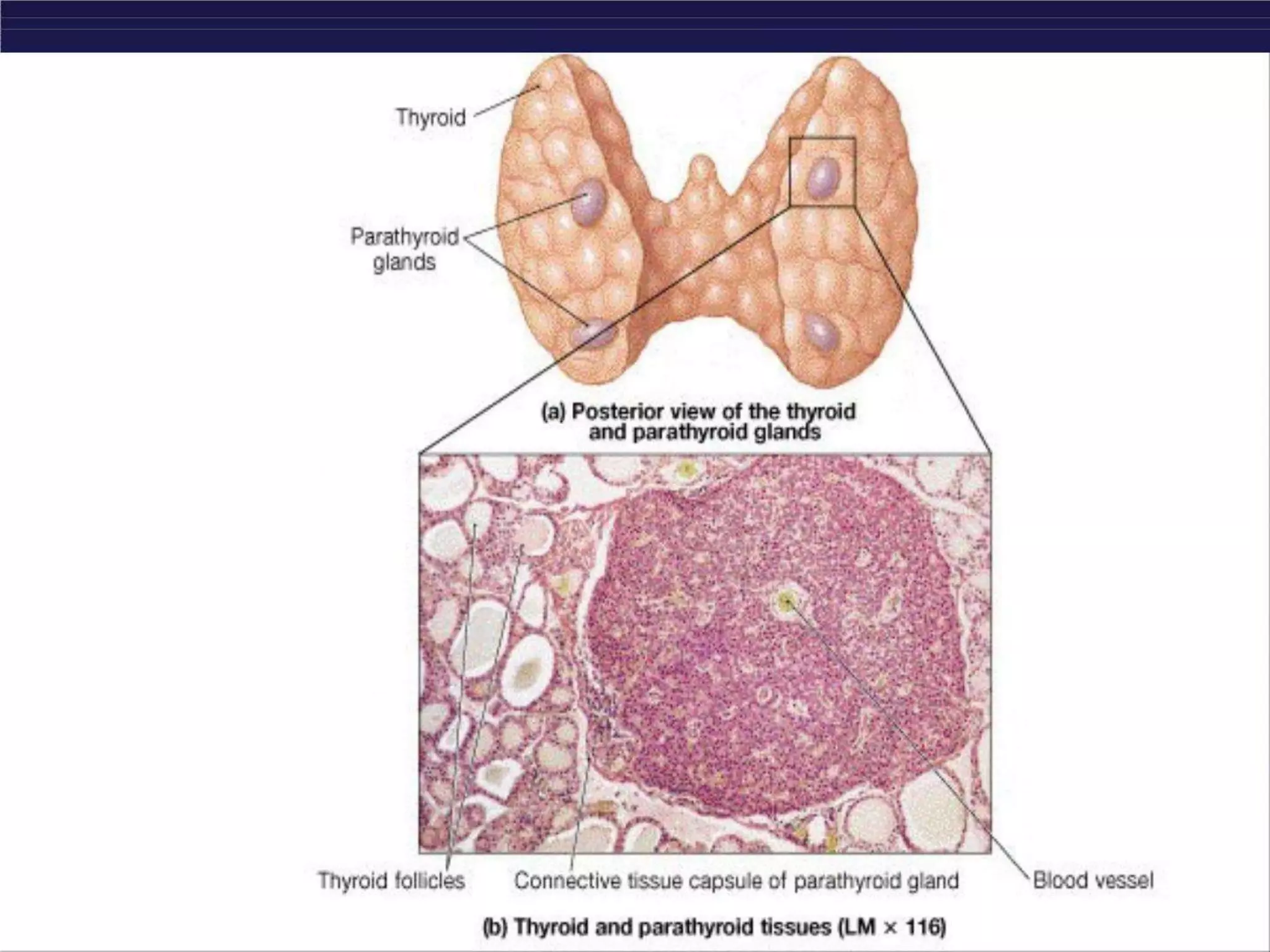 Parathyroid disorders.pptx