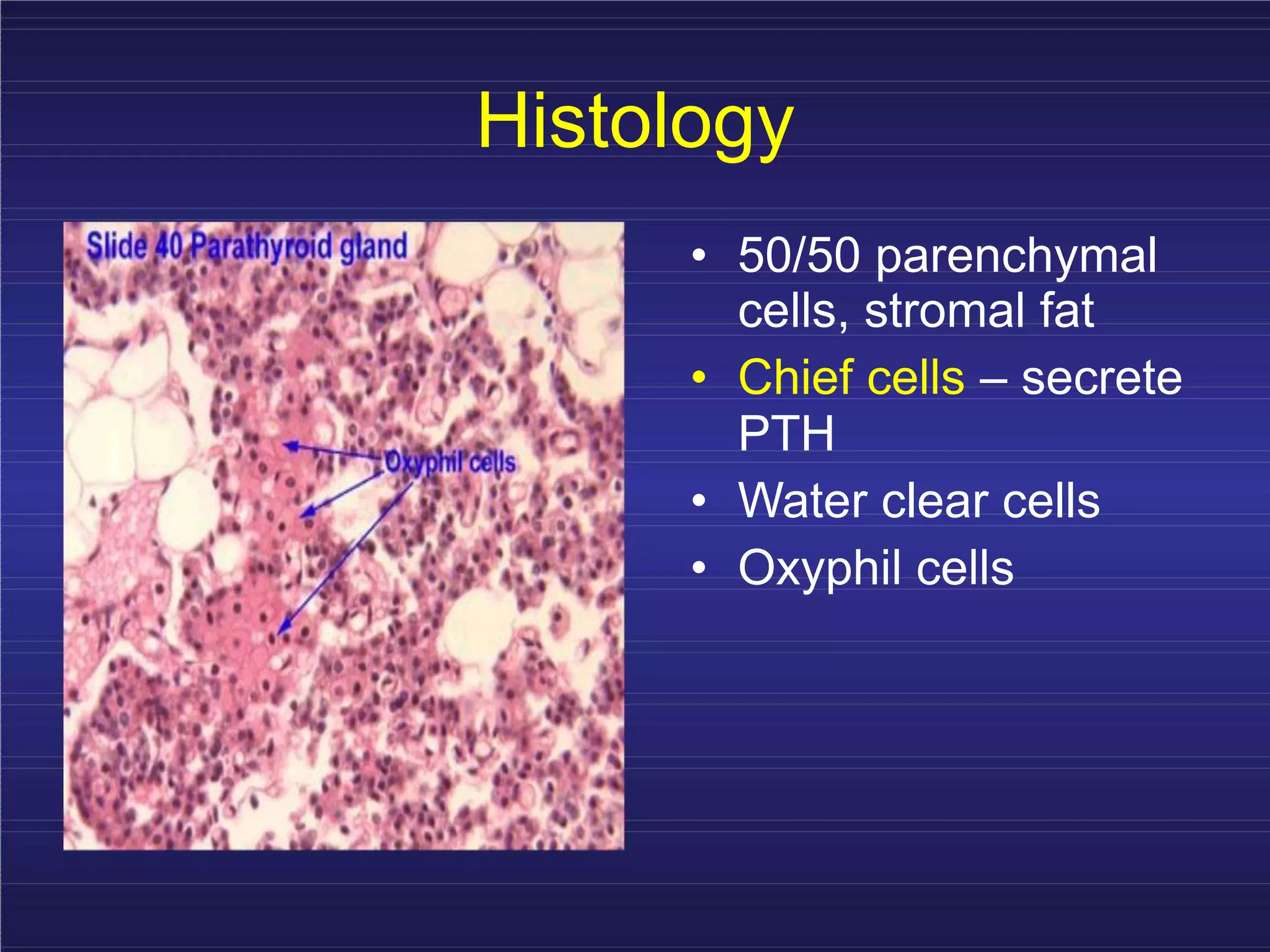 Parathyroid disorders.pptx | Thyroid Disorders | Endocrine and ...