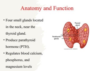 Parathyroid_Disorders_Presentation FINAL | PPTX