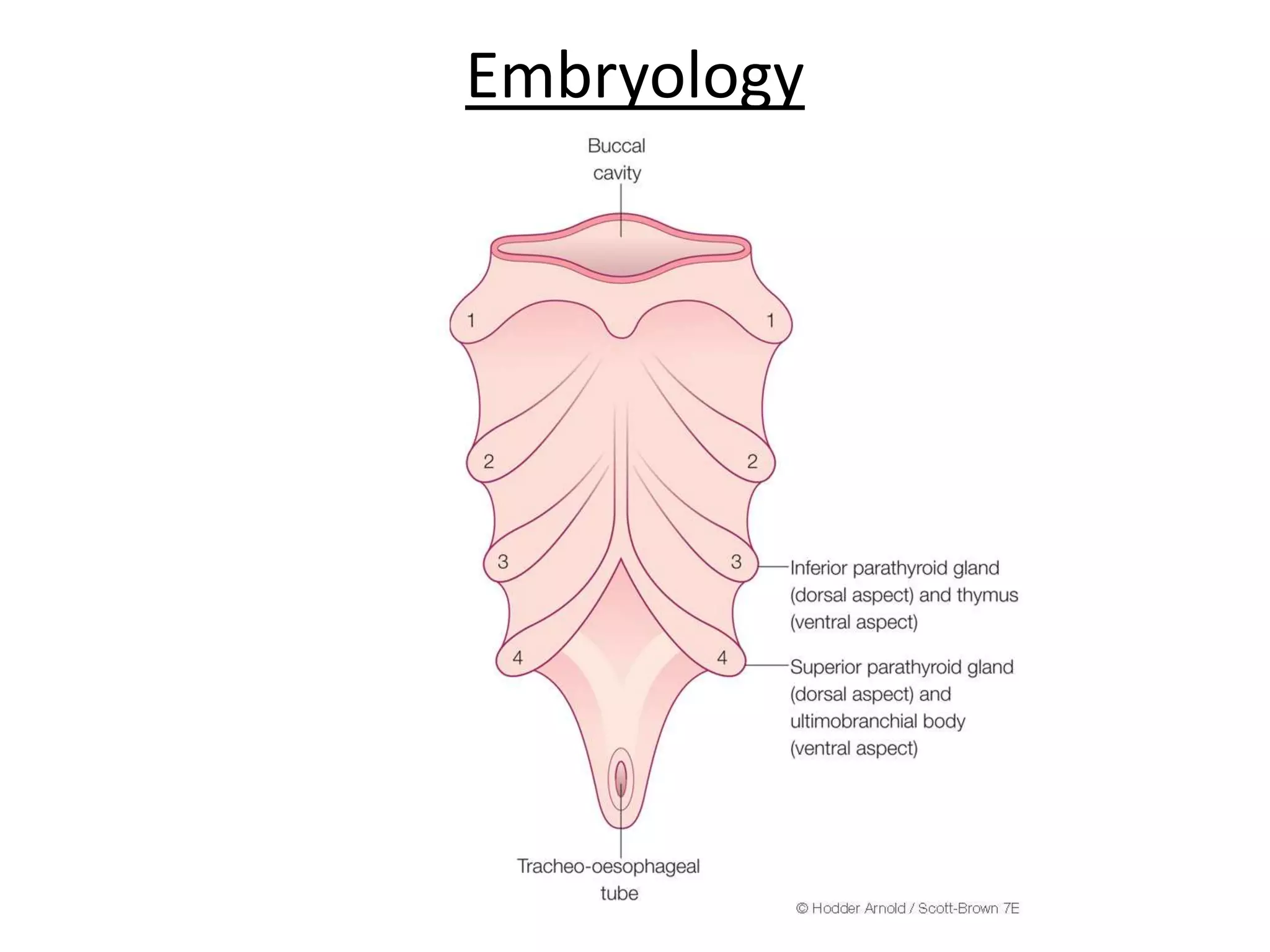 Parathyroid Dysfunction Pptx 0395