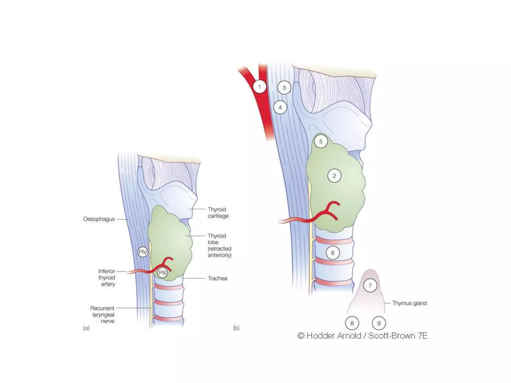 Parathyroid Dysfunction Pptx 0745