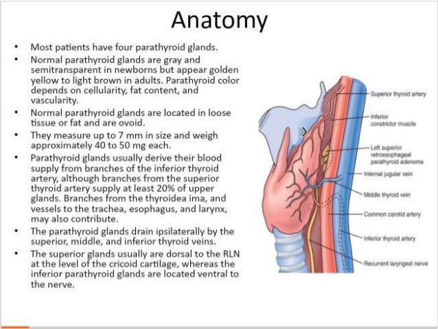 Anatomy Parathyroid Gland