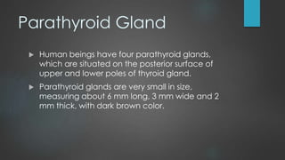 Parathyroid gland | PPTX